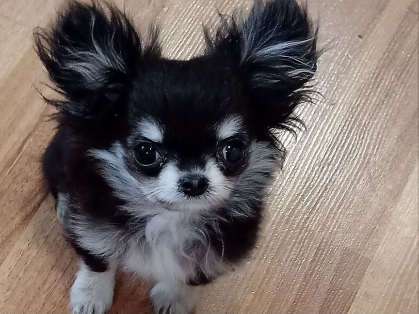 Очень маленький, особенный мальчик чихуахуа