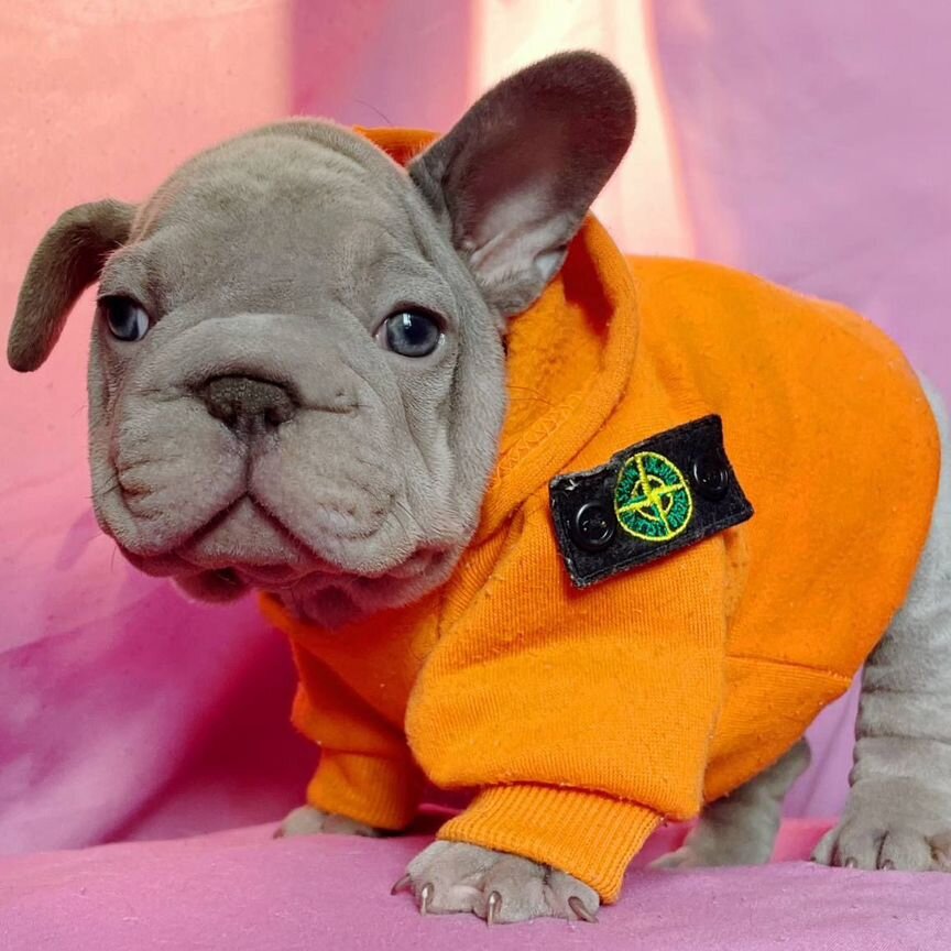 Французский бульдог, щенок