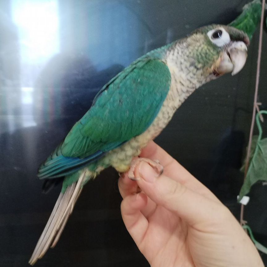 Попугай пиррура