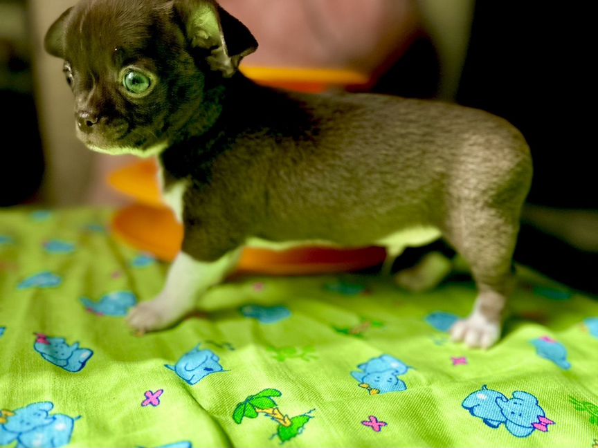 Чихуахуа мини мальчик