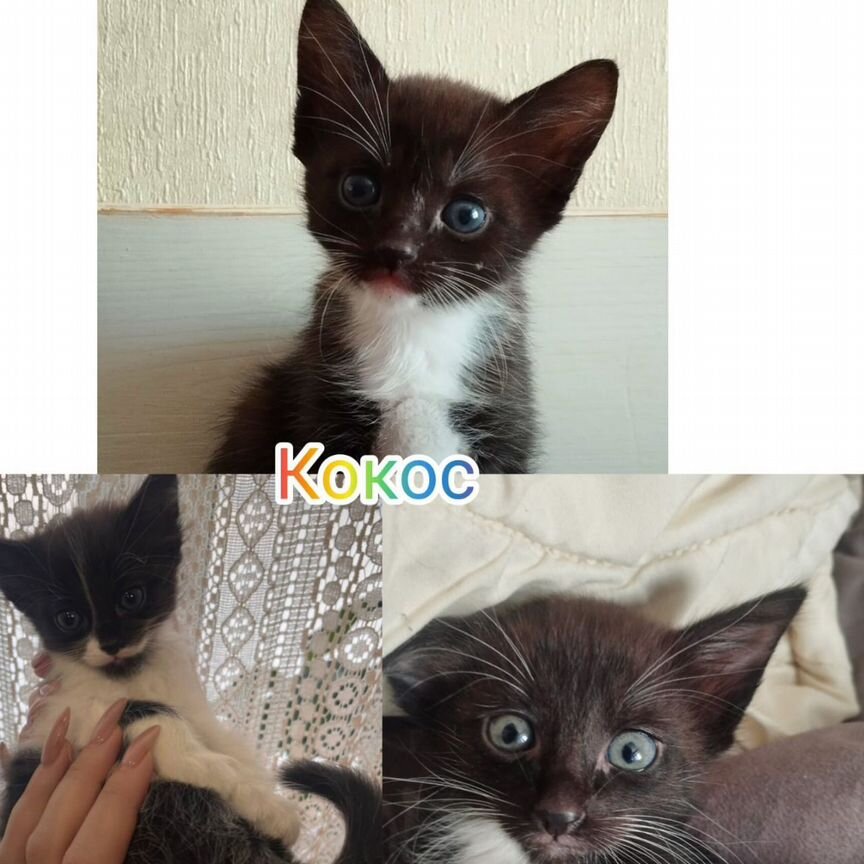 Котёнок в добрые руки