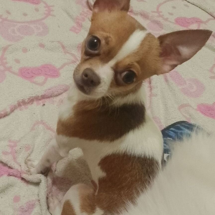 Чихуахуа мини