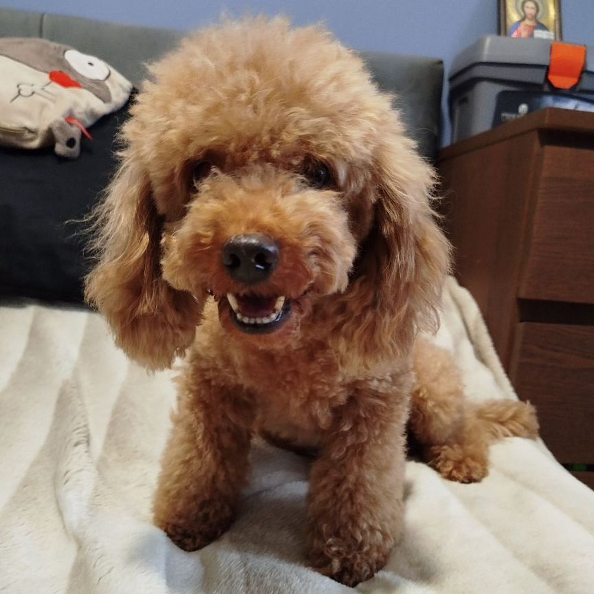 Пудель, взрослая собака