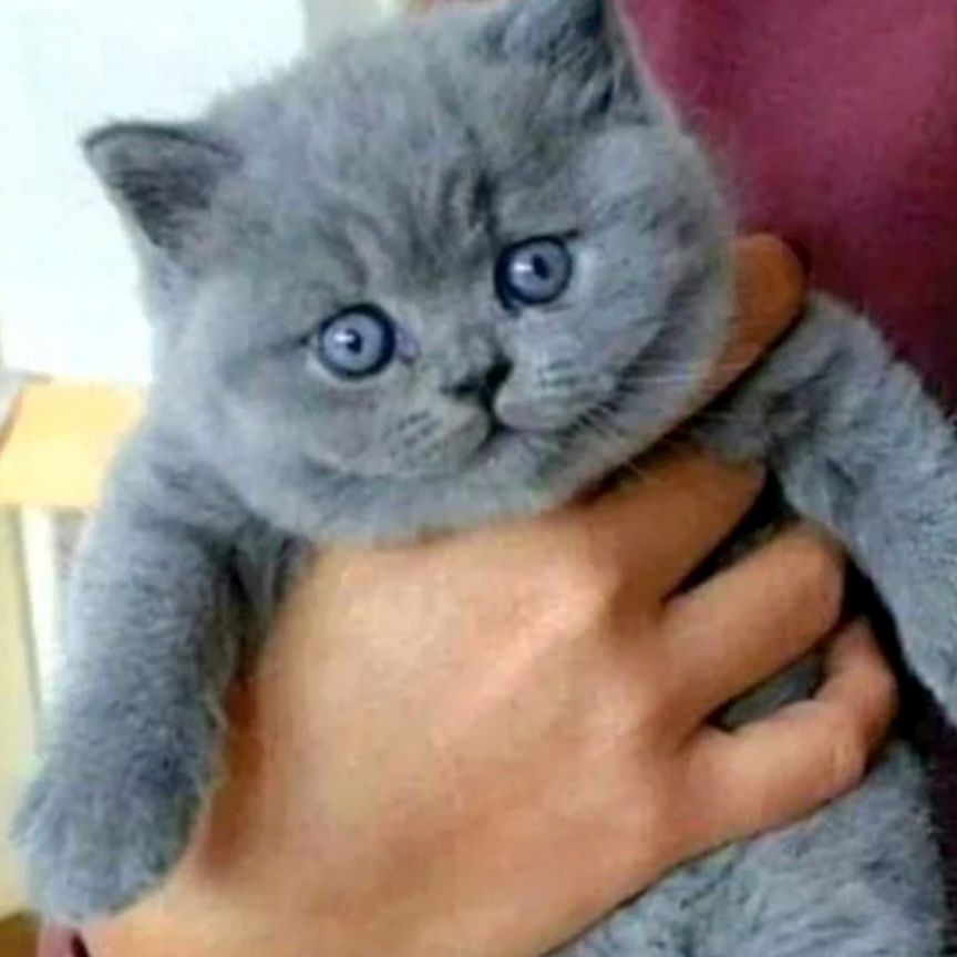 Шикарные Плюшки)