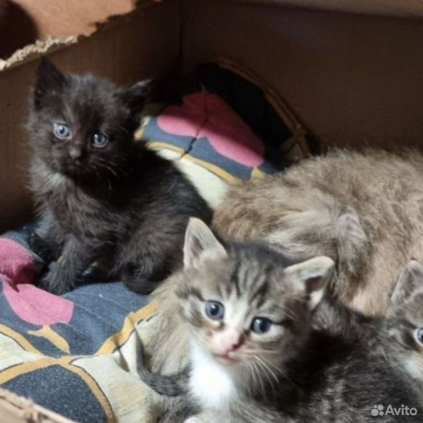 Котята в добрые руки бесплатно