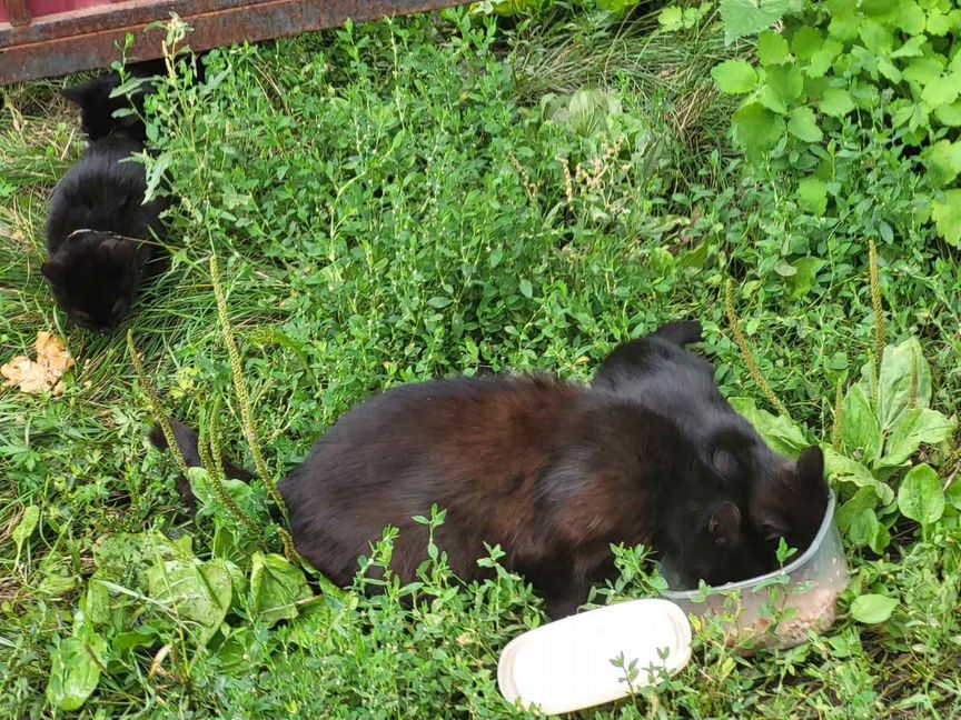 Брошенные котята в добрые руки