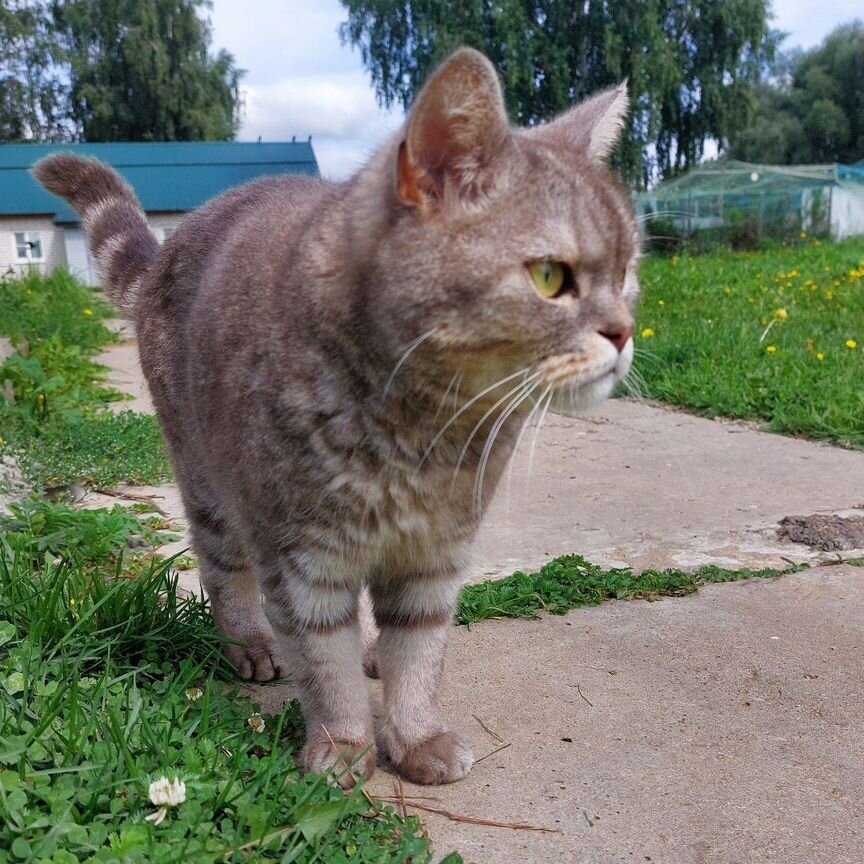 Монастырский кот