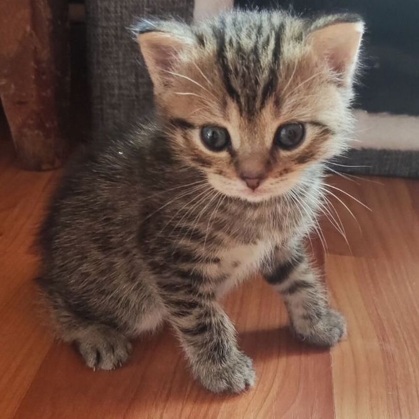 Котята в добрые руки бесплатно мальчик