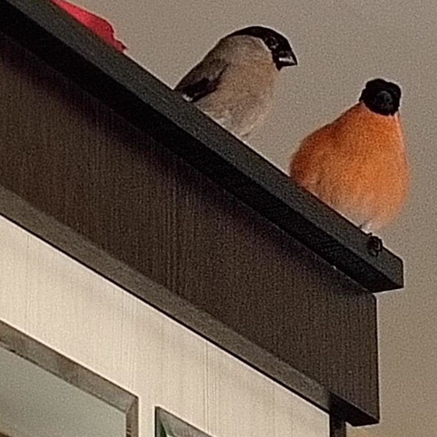 Домашние снегири