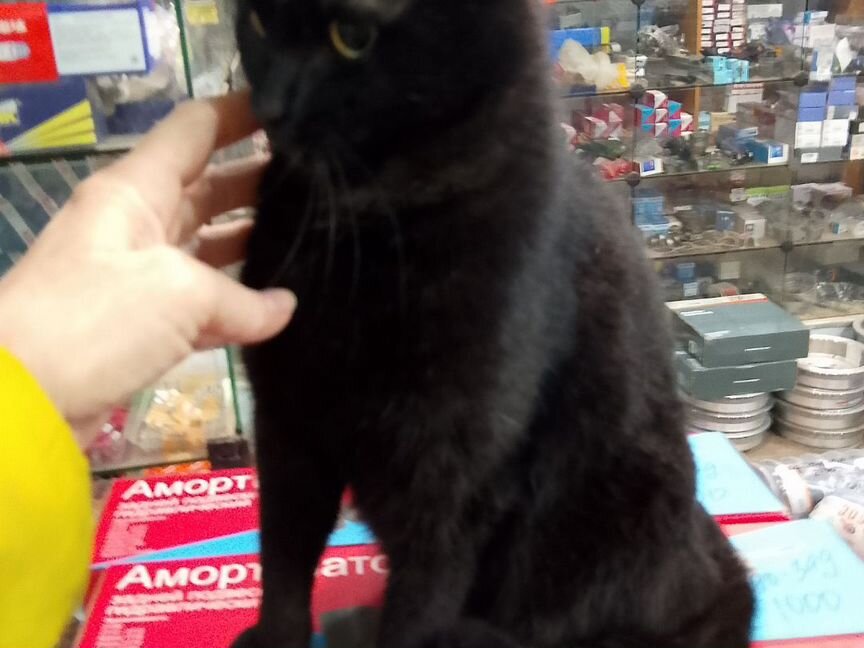 Кот молодой, черный, кастрат