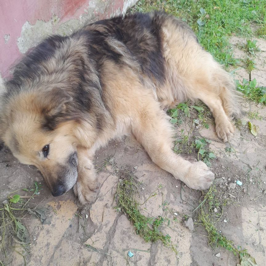 Помогите собаке