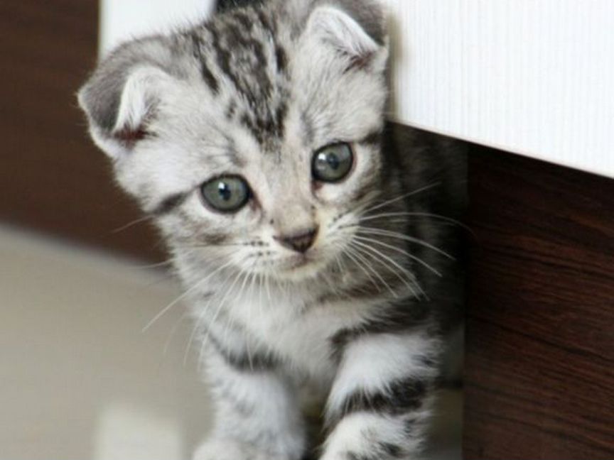 Шотландские котята, в хорошие ручки, бесплатно