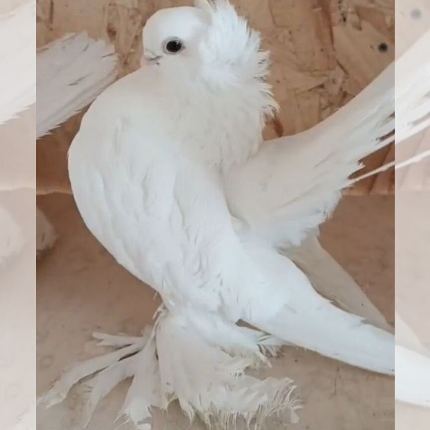 Статные голуби