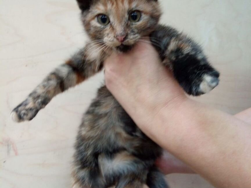 Котенок Маруся
