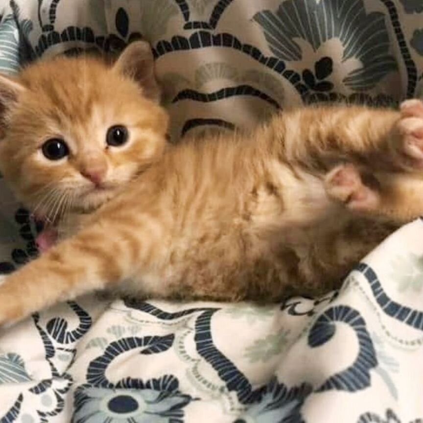 Ищу котенка