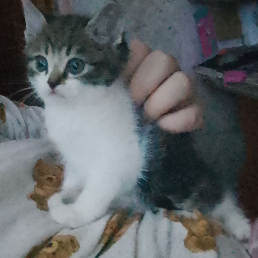 Мальчик котик