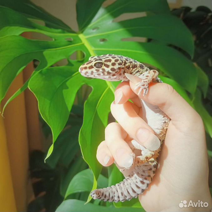 Ящерица эублефар самка
