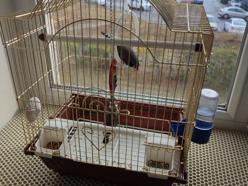 Птицы амадины