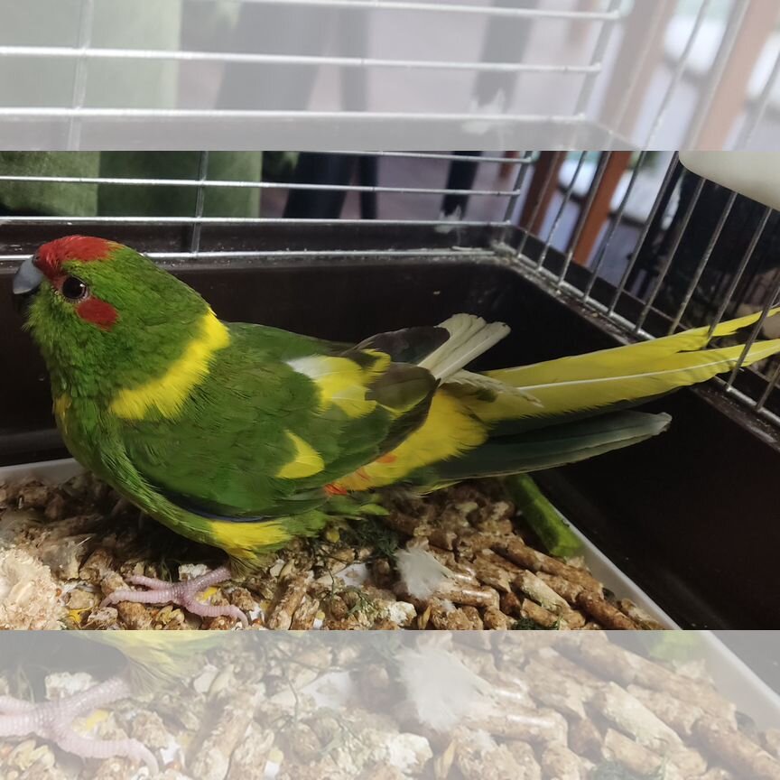 Попугай Какарик домашний