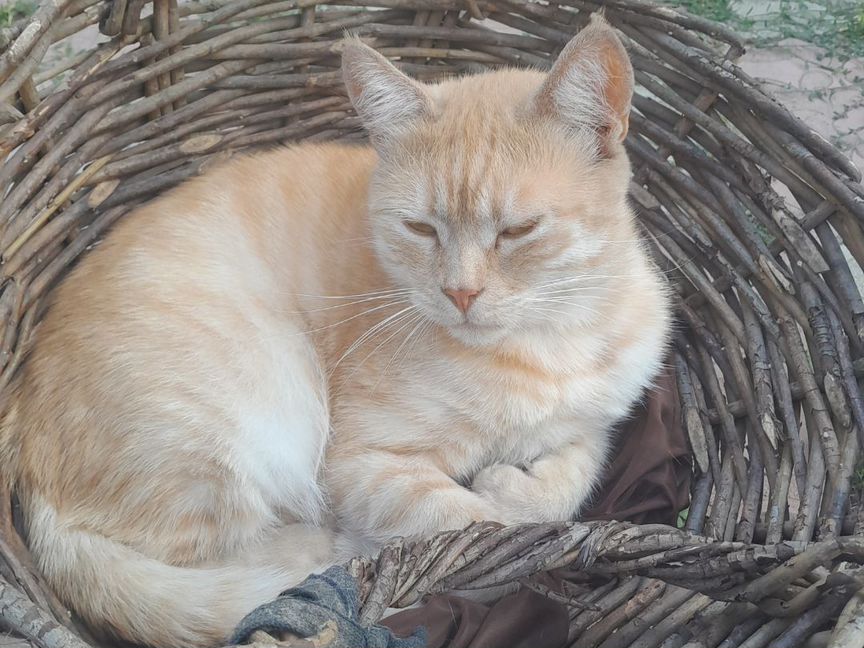 Отдам в добрые руки кота