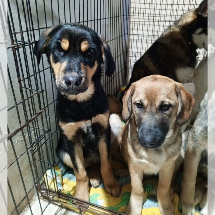 Щенок в добрые руки