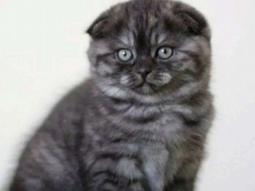 Вислоухие Мишки) Дым На Серебре