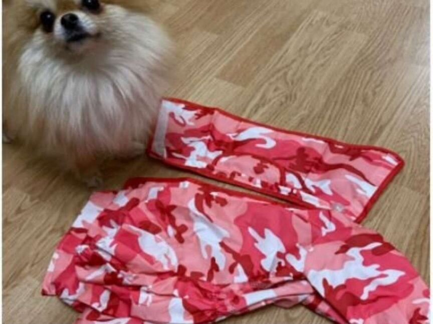 Дождевик для маленькой собаки