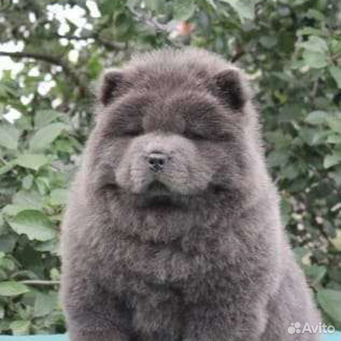 Голубая кукла (девочка чау-чау)