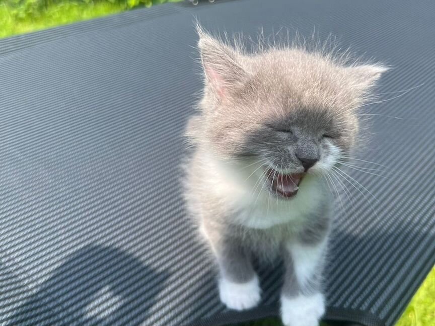 Отдам весёлого кота в добрые руки