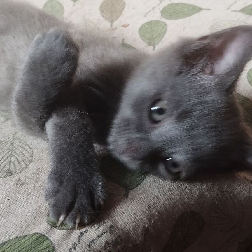 Европейский короткошёрстный котёнок