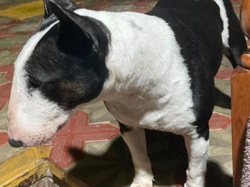 Бультерьер