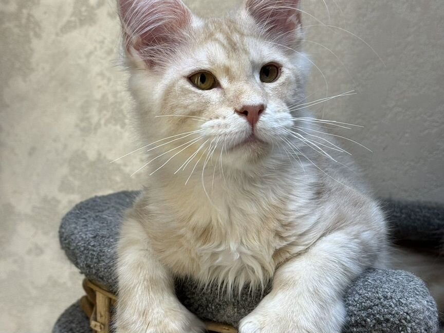 Мейн-кун полидакт