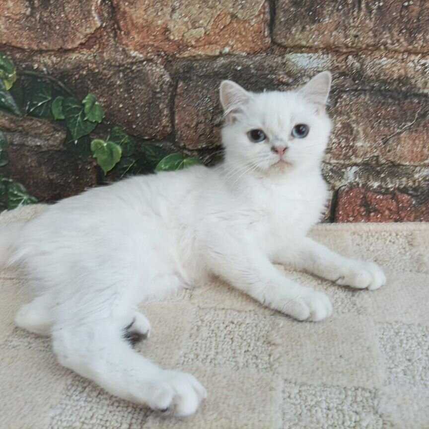 Голубоглазый красавчик