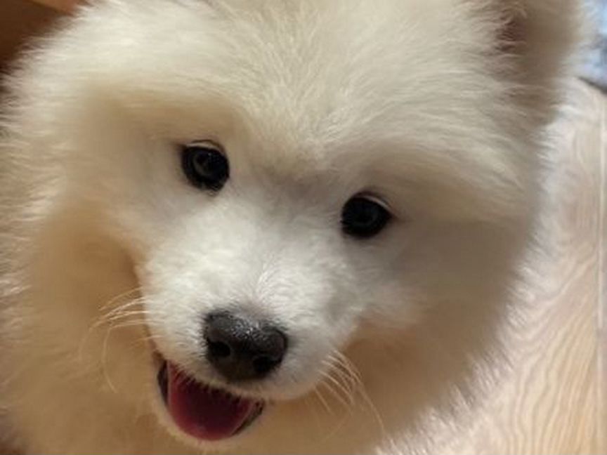 Самоедская девочка