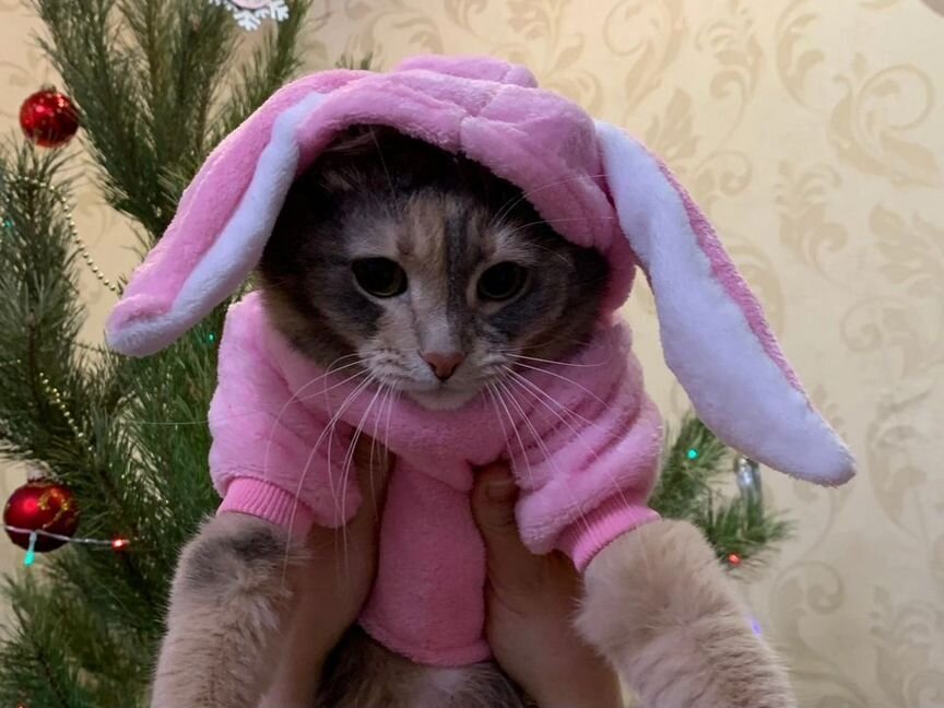 Костюмчик для кошки/собачки Пинки