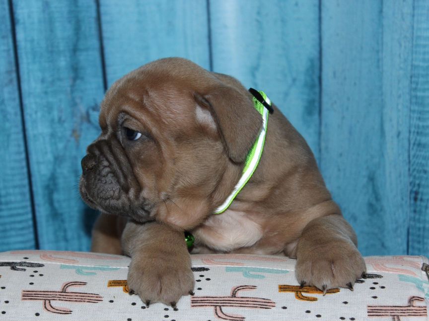 Америк бульки