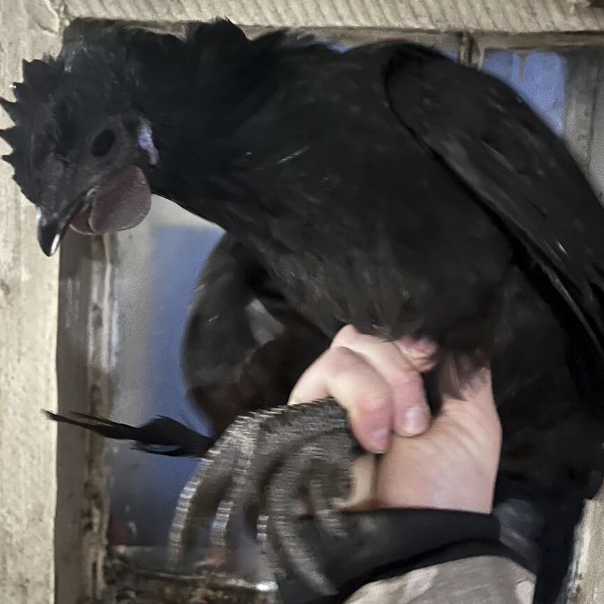 Куры ухейилюй и петухи чистокровные