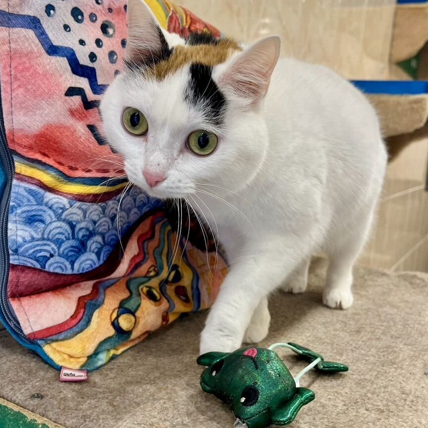 Взрослая, кошка в добрые руки