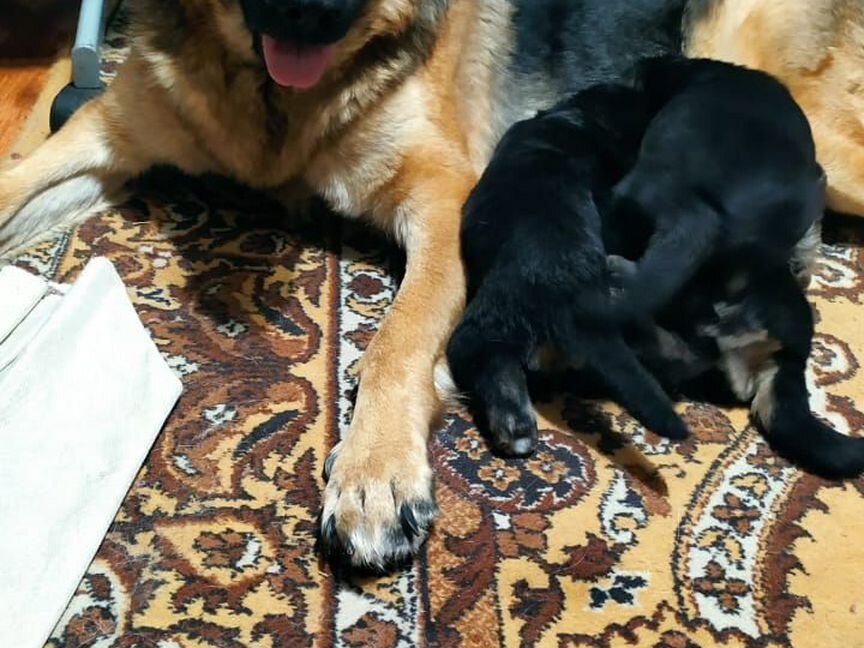 Щенки немецкой овчарки