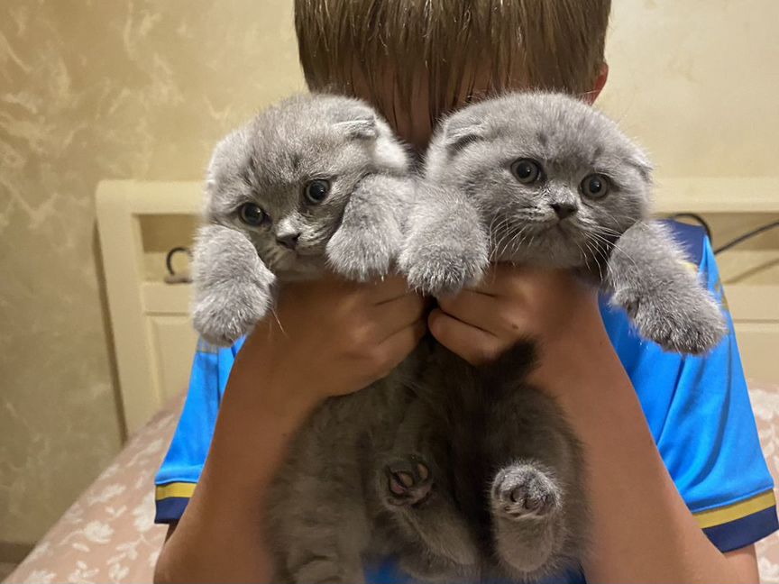 Шотландские вислоухие котята