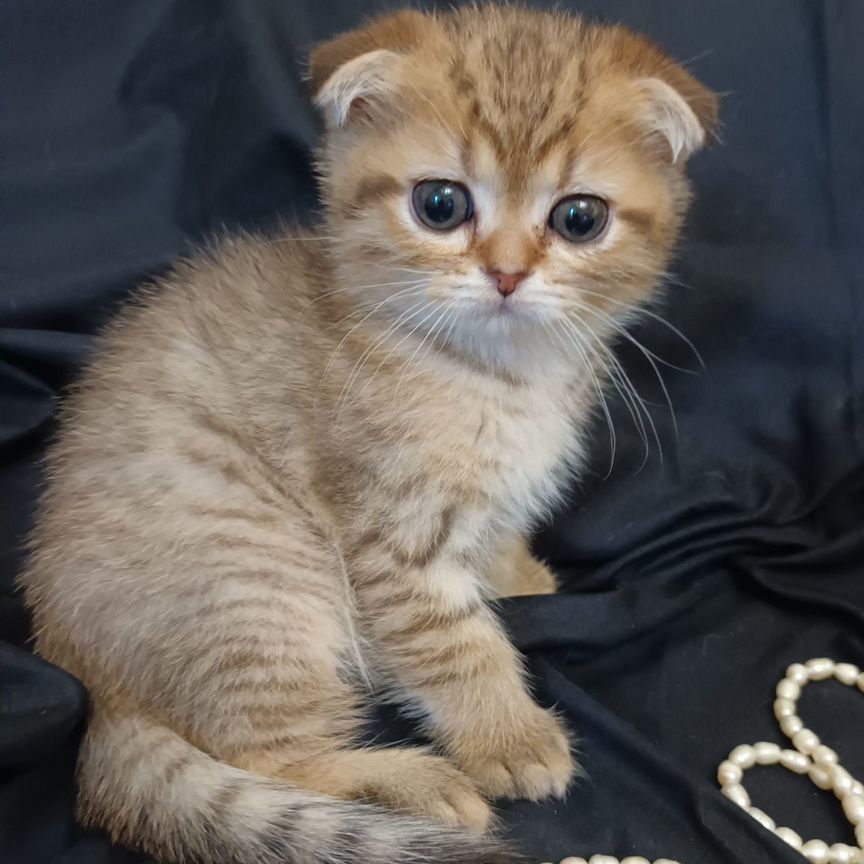 Шотландский вислоухий короткошёрстный котёнок