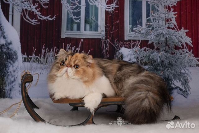 Персидская кошечка