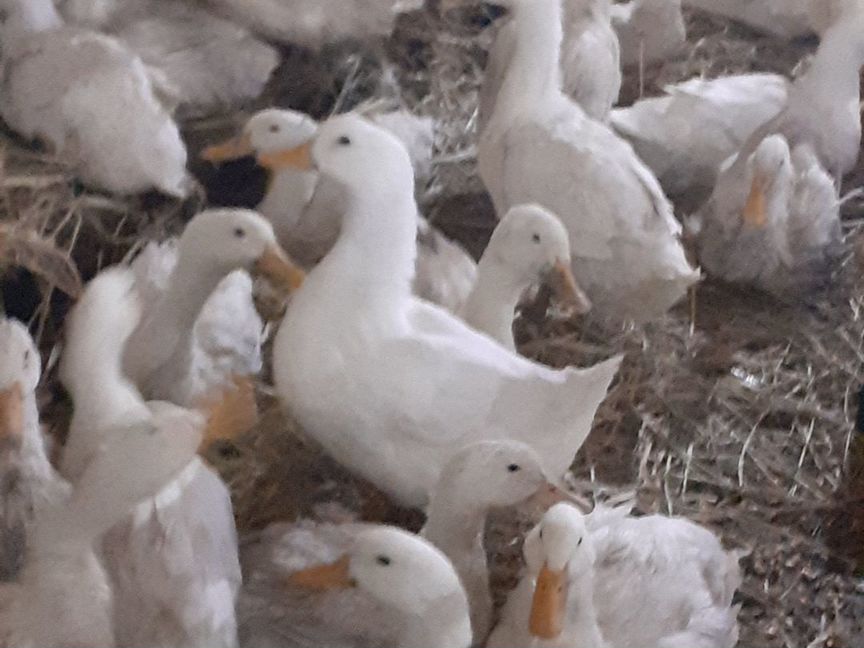 Продам уток