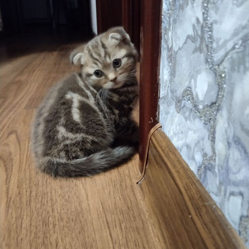 Шотландская вислоухая