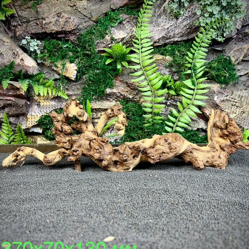 Коралловое дерево/Coral Wood кд686