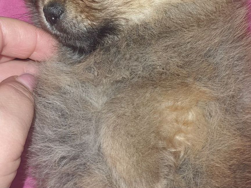 Шпиц крошечная девочка