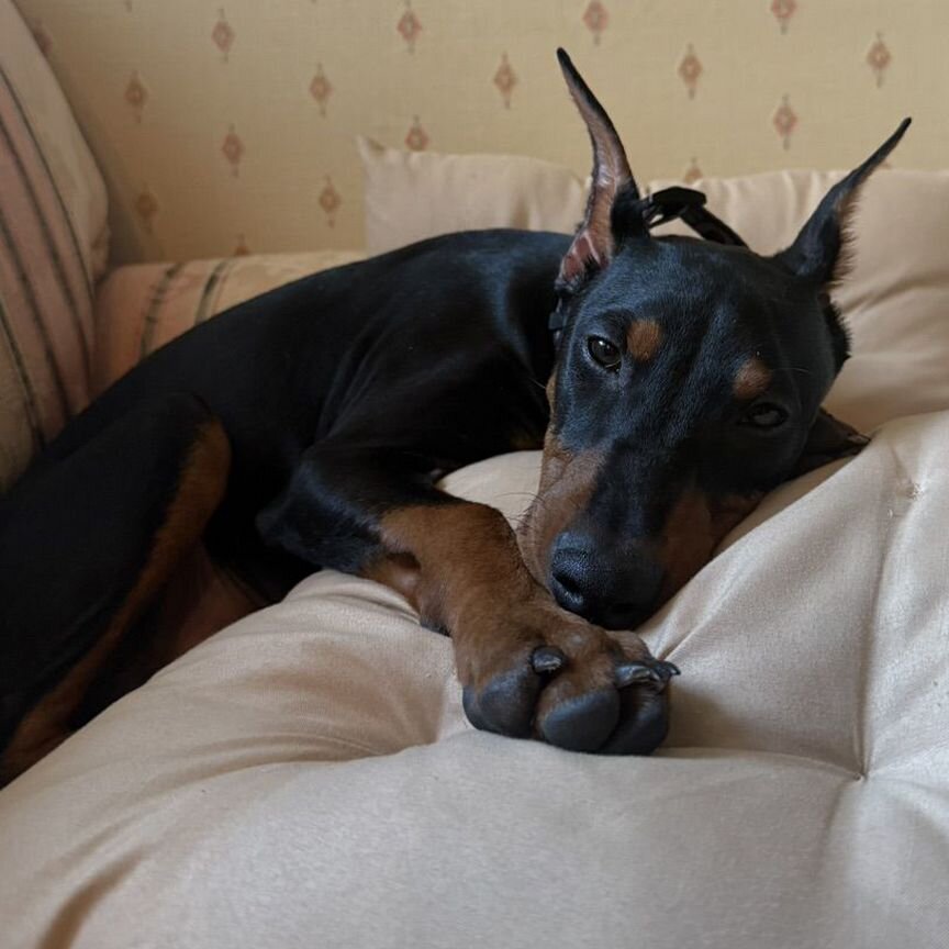 Немецкий пинчер, щенок