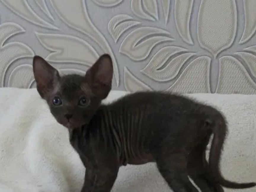 Велюровый Сфинкс,котенок