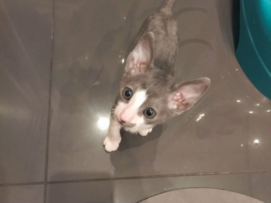 Котёнок корниш-рекс