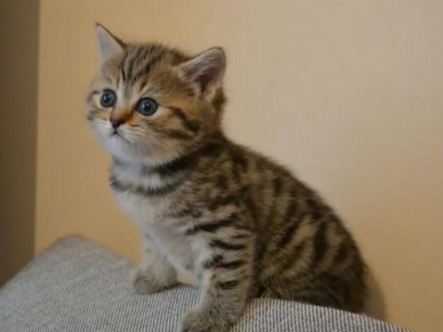 Вискас и Табби Браун британские котята